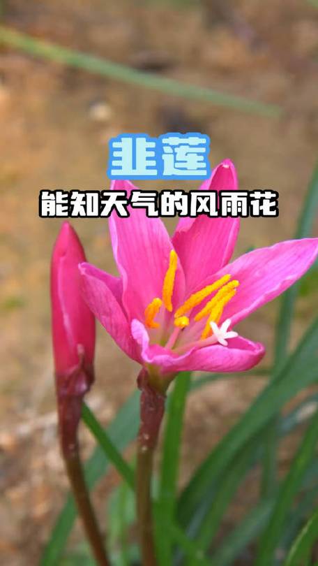 韭菜莲又叫什么名字图标