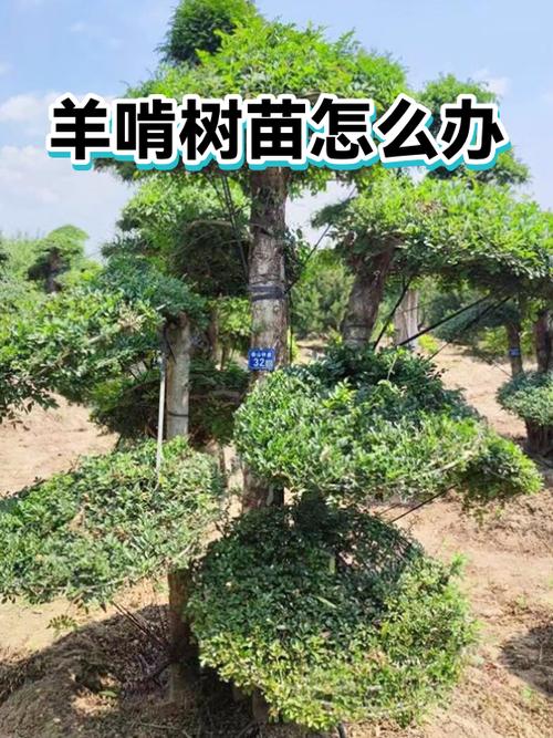 放羊是暗示男人爱还是不爱