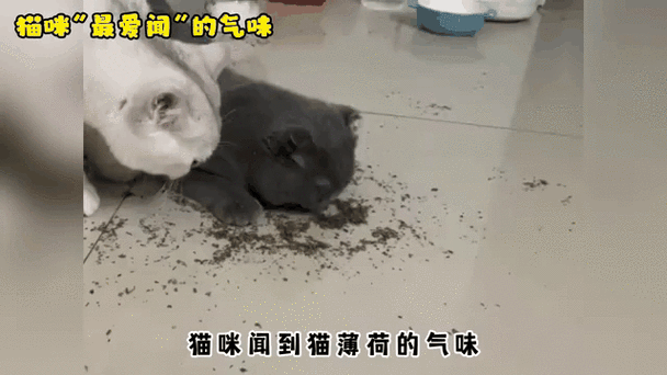 猫最怕的气味是什么图标