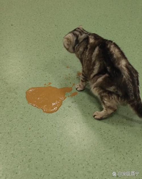 土方治猫呕吐图标