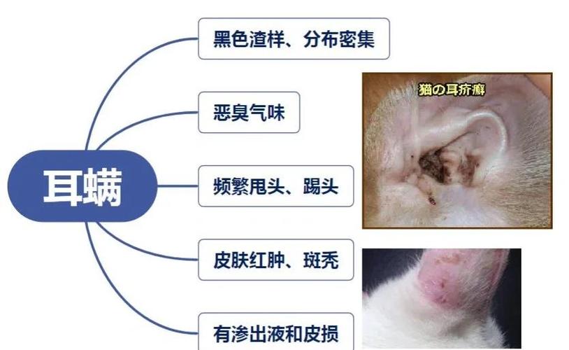 猫得了耳螨能自愈吗图标