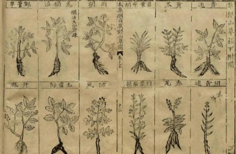 本草纲目植物图全书旧版图标