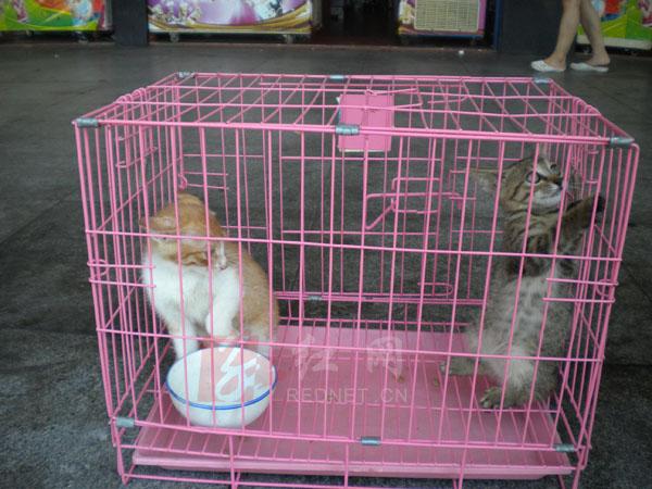 抓猫笼子安装视频教程图标