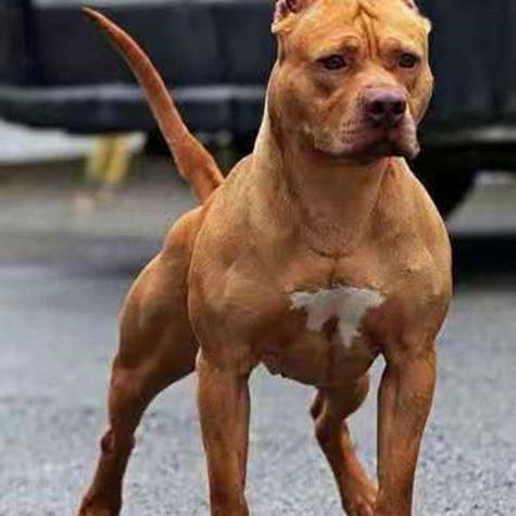 纯种比特犬图片图标