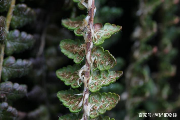 国家一二三级保护植物名录图标