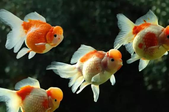 十种旺财又旺宅的鱼图标