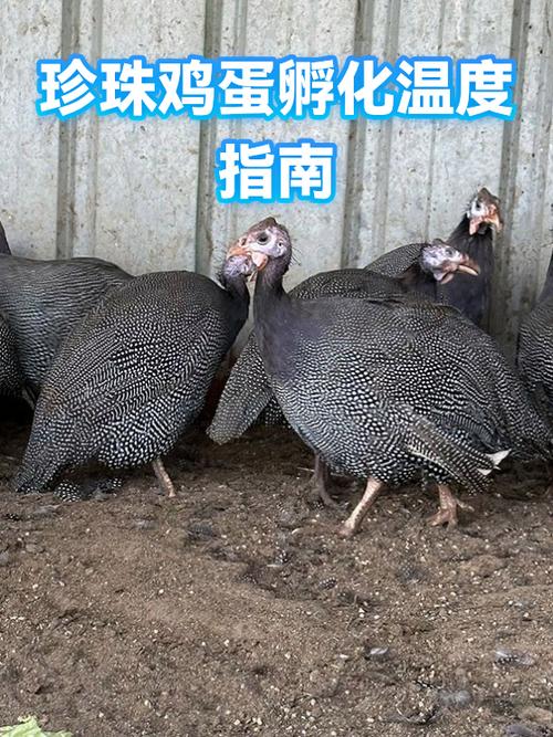 口袋妖怪珍珠蛋怎么孵化图标