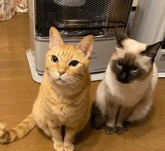 猫模仿人截图