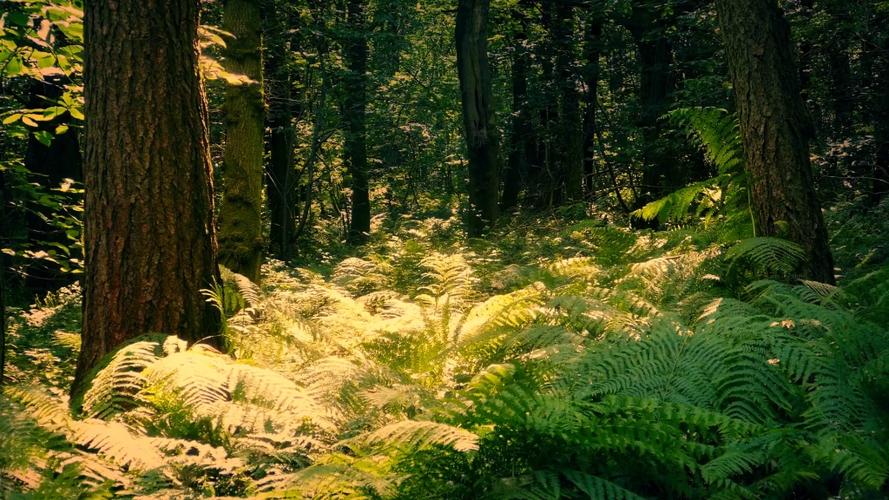 森林The Forest截图