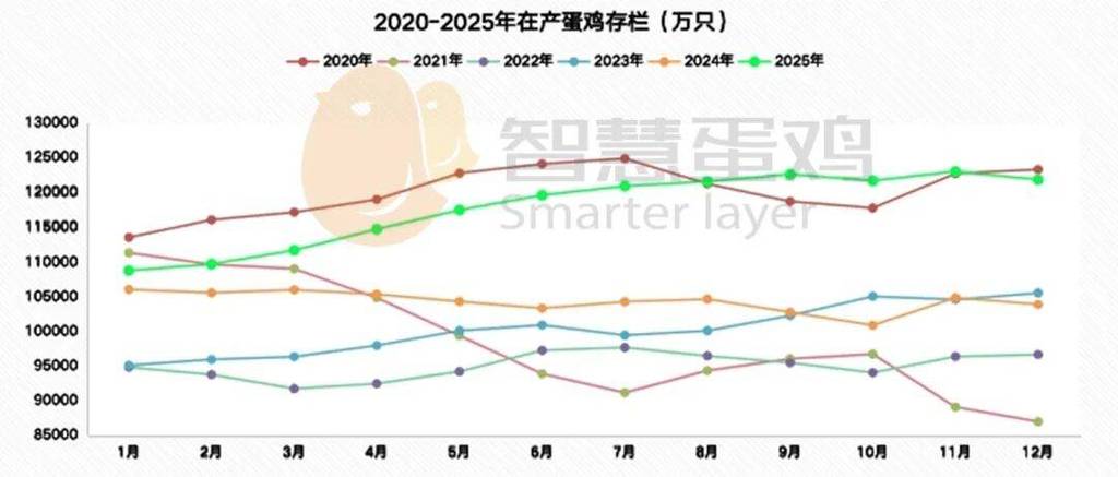 500只蛋鸡一年收入截图