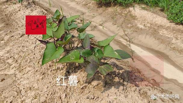 红薯最喜欢什么肥料图标