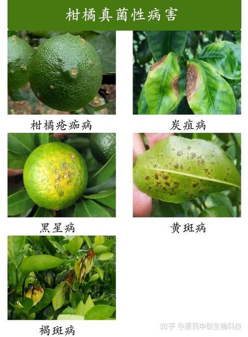 柑橘黄龙病和黄化病的区别图标