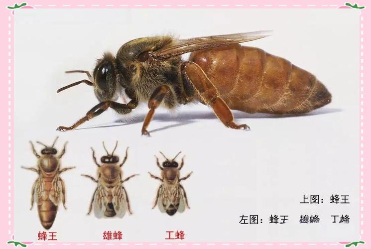 蜂王的复仇图标
