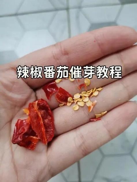 种菜的步骤和方法图标