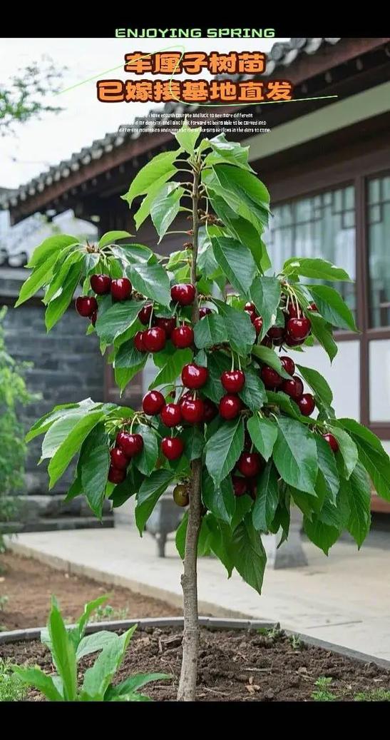 樱桃树图片图标