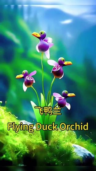 飞鸭-Flyingduck图标
