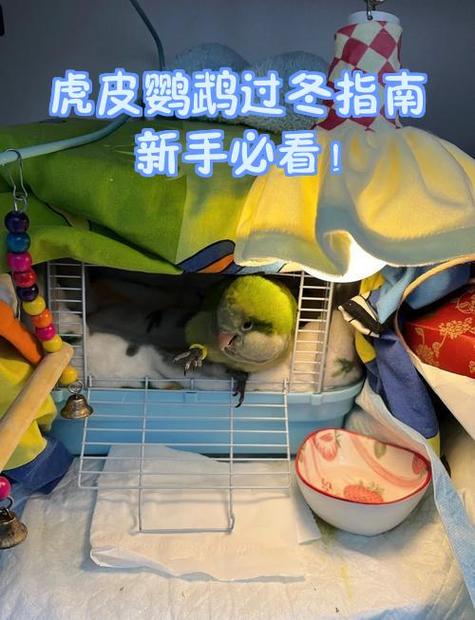 虎皮鹦鹉生活的温度图标
