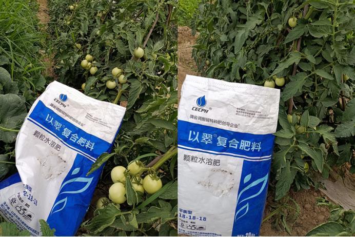 番茄施什么肥料最好图标