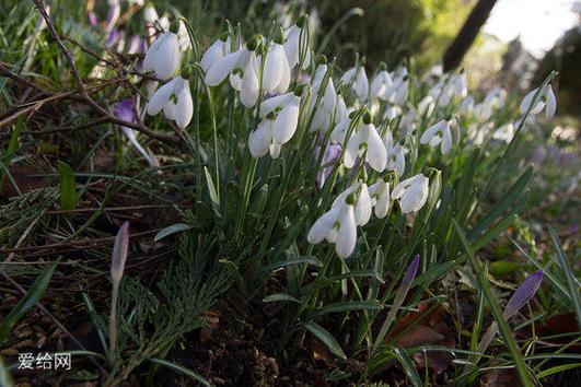 snowdrops