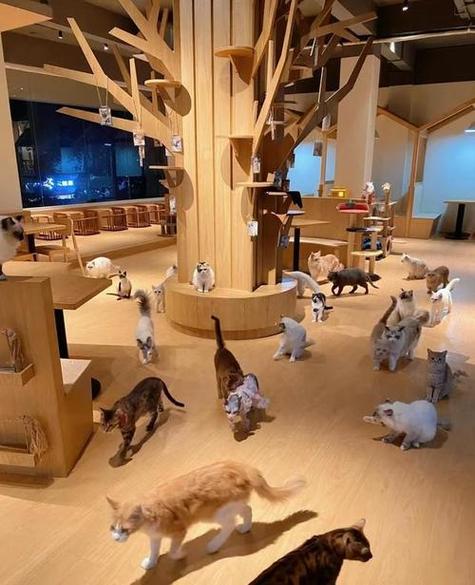 猫咪咖啡馆图标