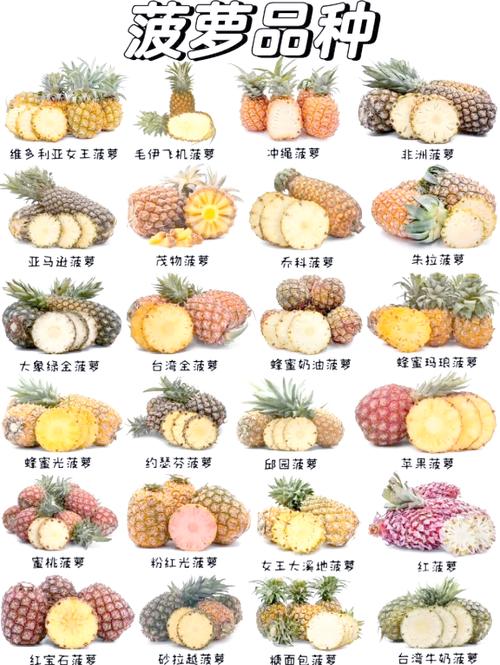 菠萝的描述截图