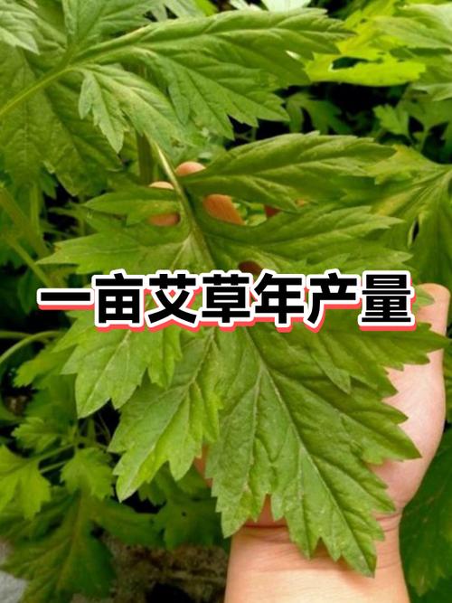 艾草的生命周期是多少年