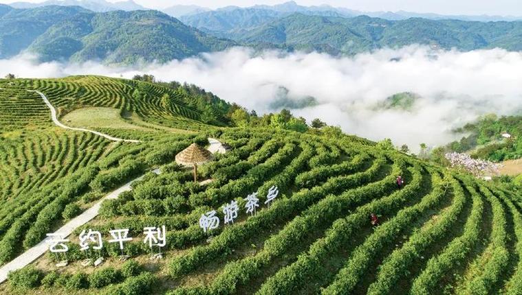 一亩茶园投资多少钱图标