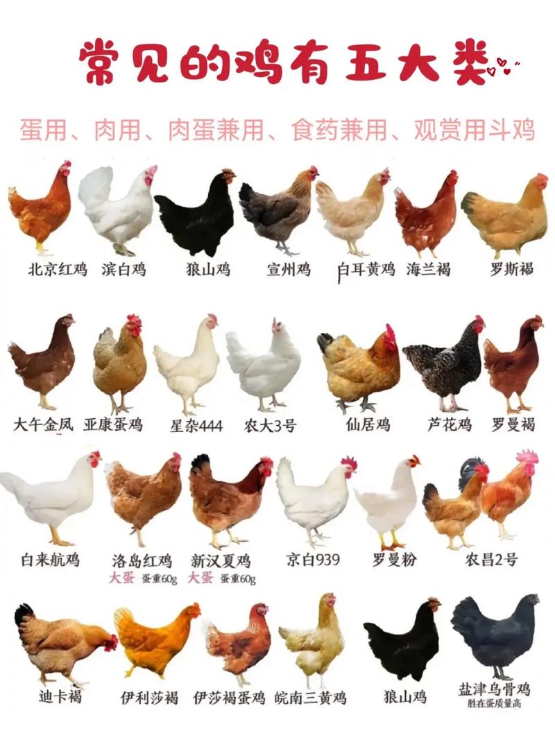 土鸡最好三个品种图标