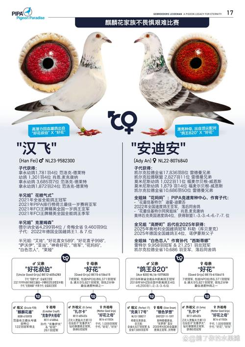 和一个奇鸽差不多的应用