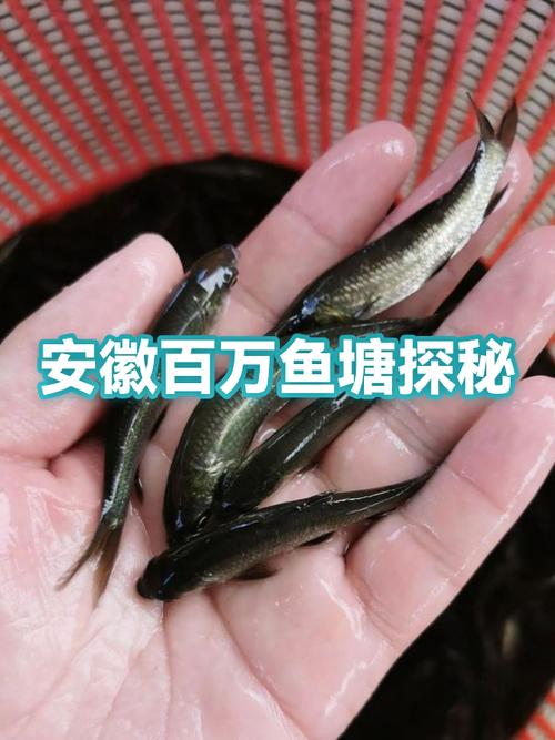 超级大鱼塘是真的赚钱吗图标