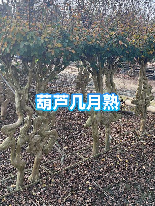 葫芦需要几个月成熟图标