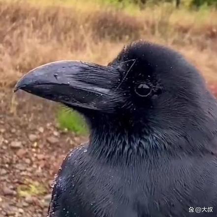 哪里可以买到乌鸦图标