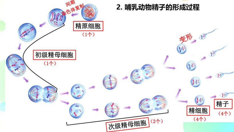 精子形成过程图标