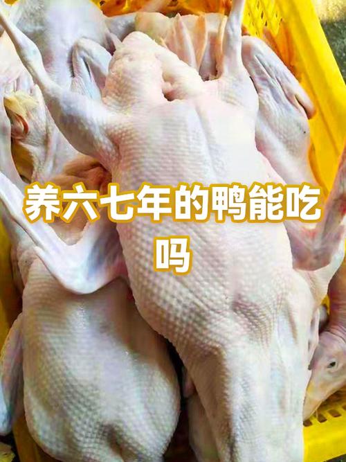 老人吃鸭子有什么好处图标