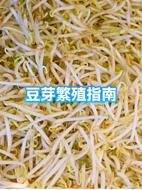 怎样发豆芽又快又简单图标