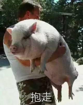 抱猪表情包图标