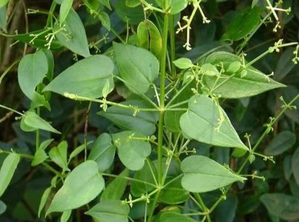 小红线植物截图
