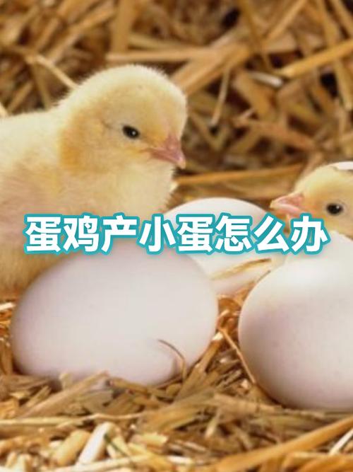 蛋鸡产小蛋是什么原因图标