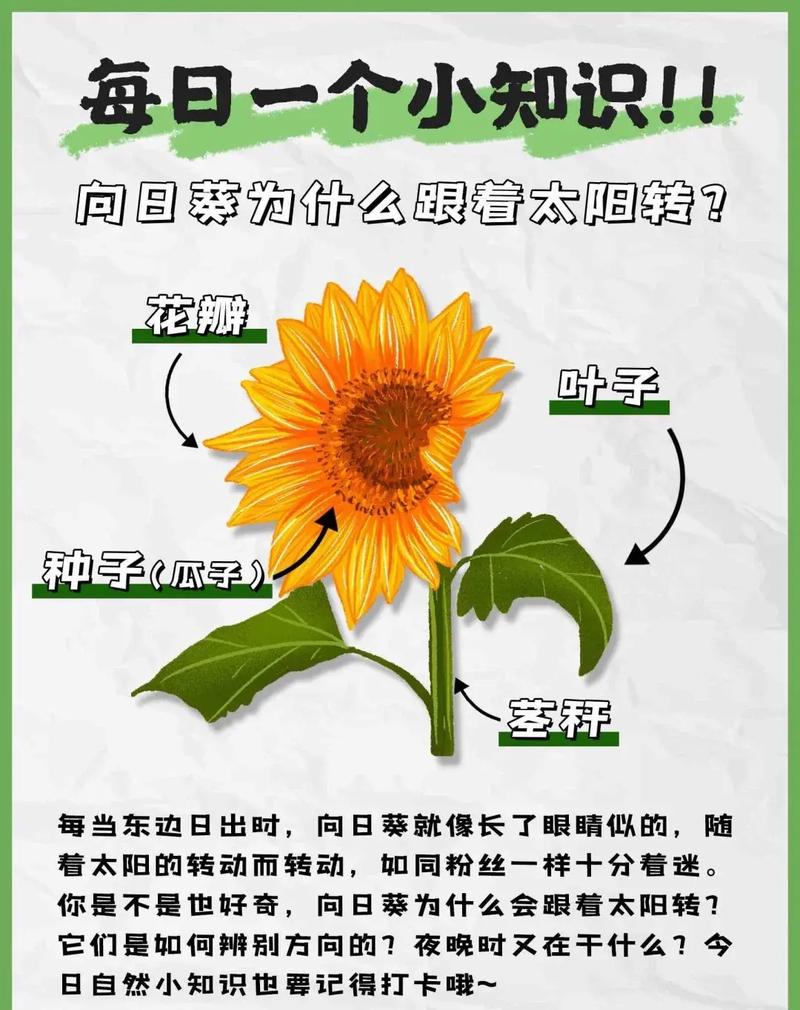 向日葵如何退出控制图标