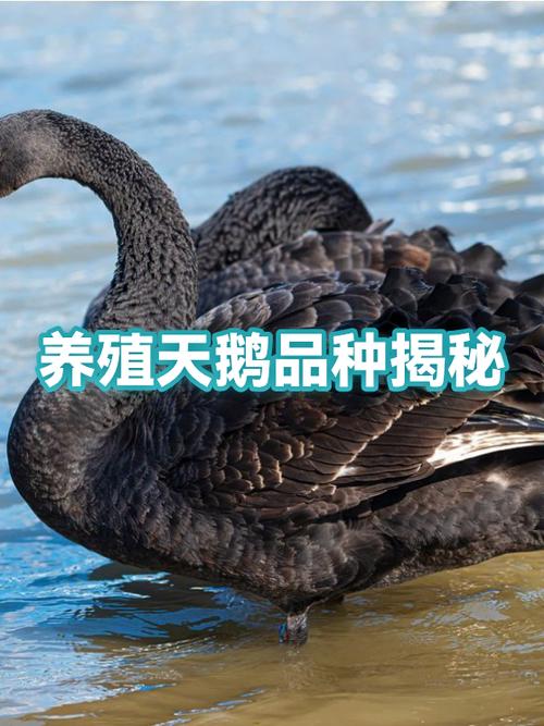 天鹅的鼻子在哪里