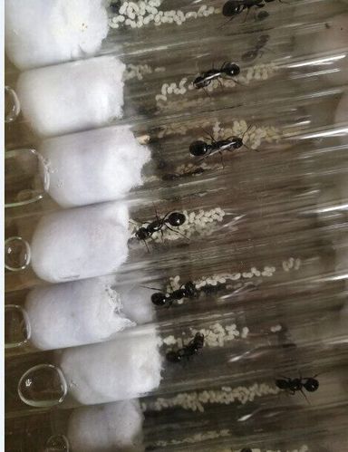 蚂蚁有货批发一元以下百货图标