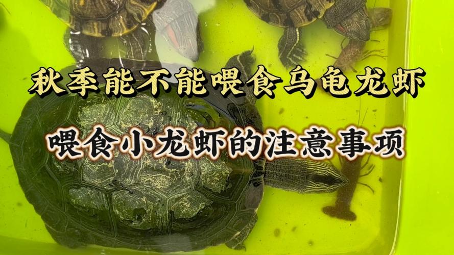 小乌龟和小虾米和龙王截图