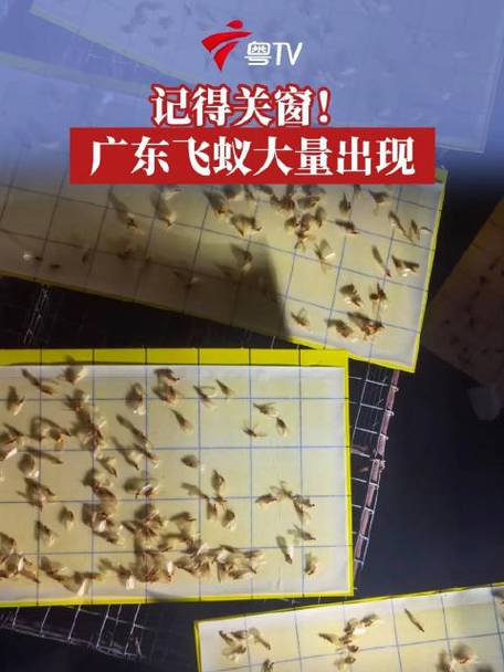 飞蚁大量出现的原因