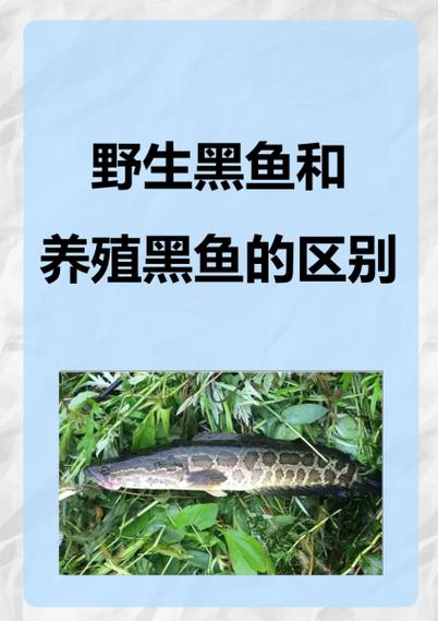 黑鱼有鱼鳞吗能吃吗图标
