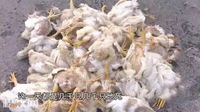 鸡瘟一般能撑过几天图标