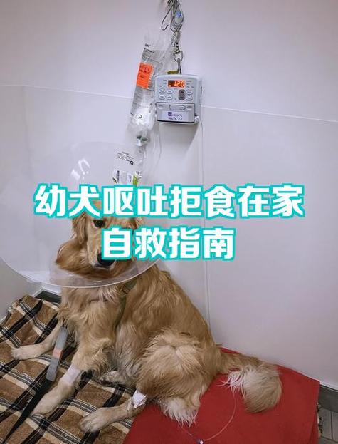 治疗小狗呕吐最好方法图标