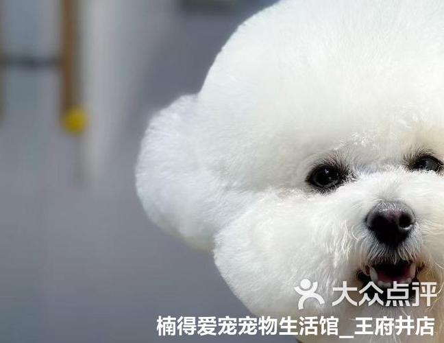 糖果宠物生活馆