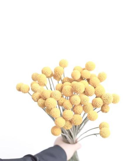 黄金球怎么养截图