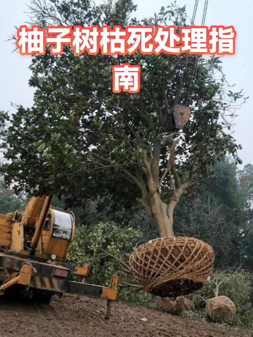 柚子树枯萎怎么办图标