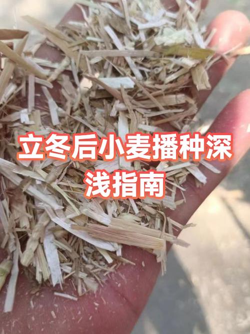 小麦播种深好还是浅好图标